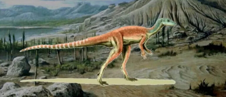 Эокурсор (Eocursor): динозавры из отряда птицетазовые